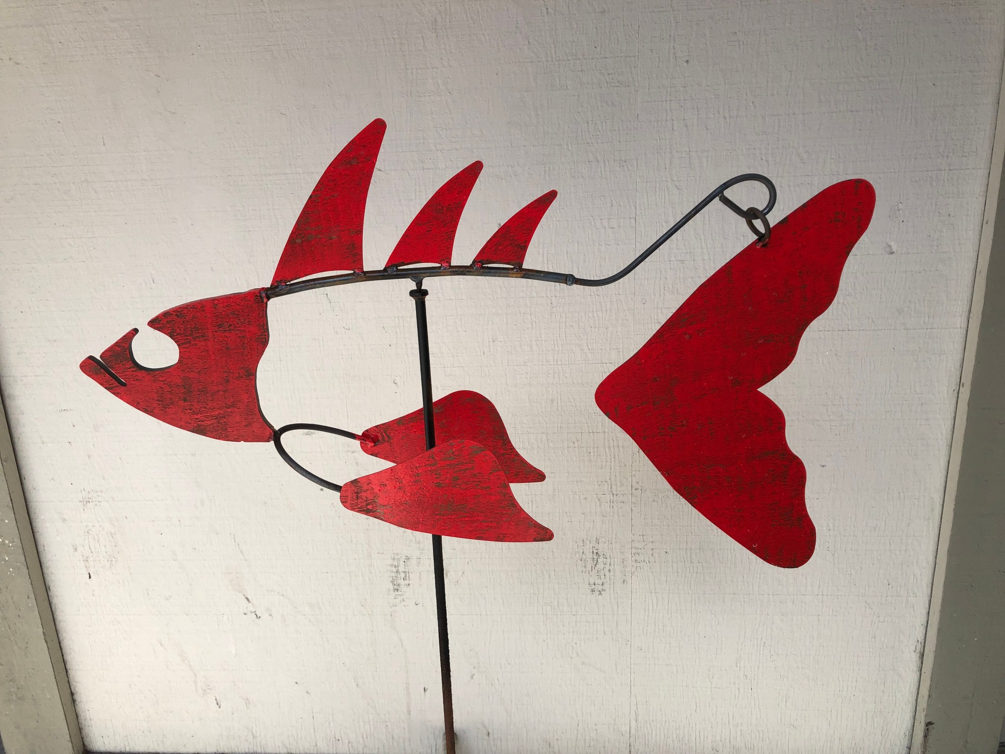 Fish Photos and Videos – Welcome to KineticFish.com