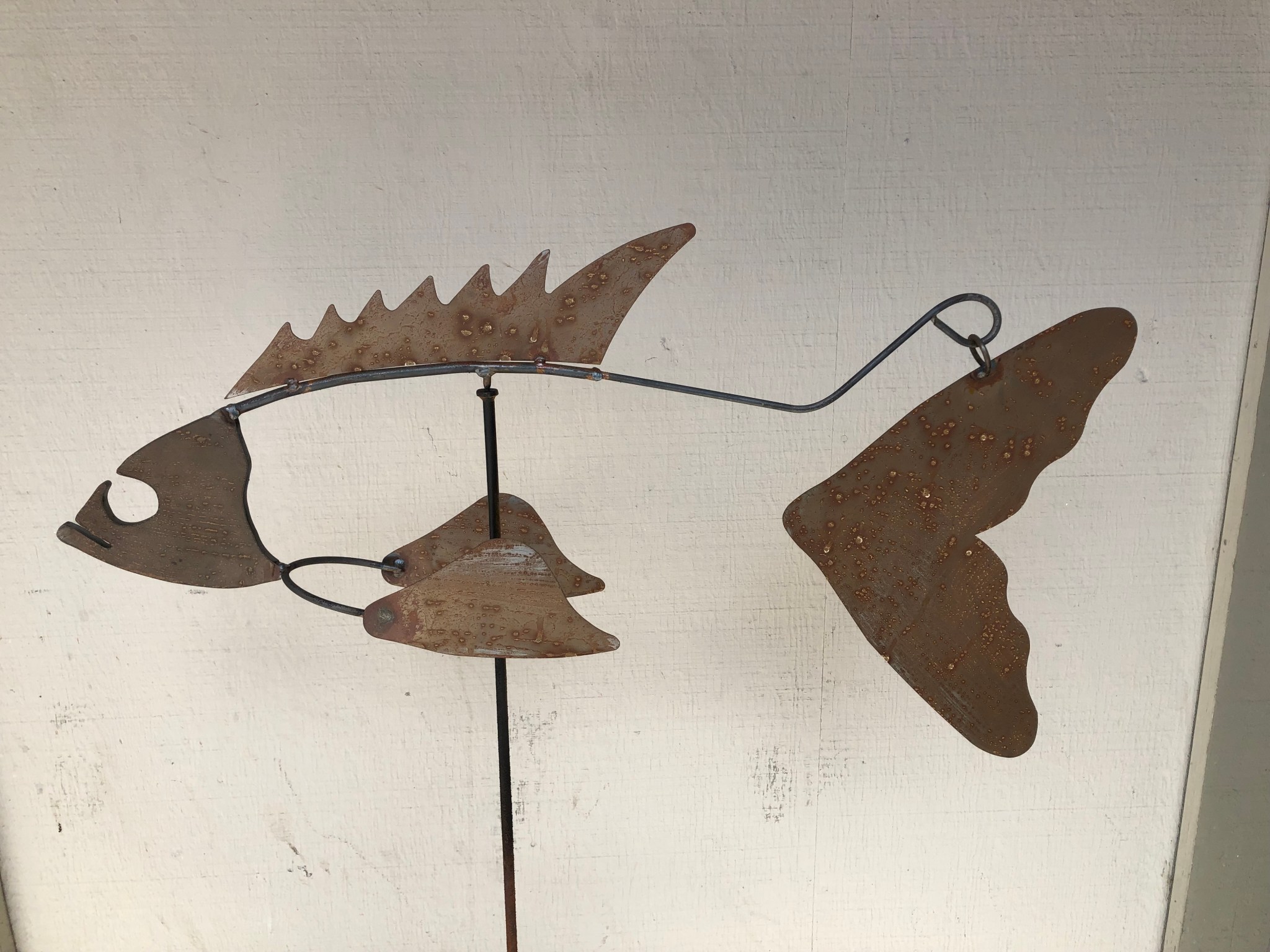 Fish Photos and Videos – Welcome to KineticFish.com